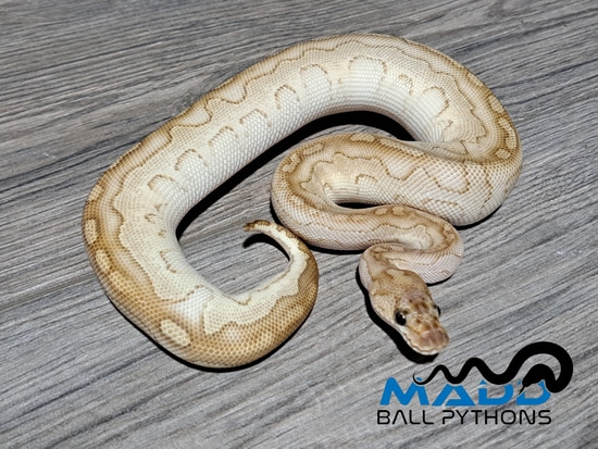 Butter Yb Or Specter Clown Ball Python by MADD Ball Pythons