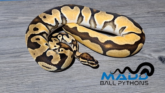 Super Orange Dream Ph Clown Ph Pied Ball Python by MADD Ball Pythons