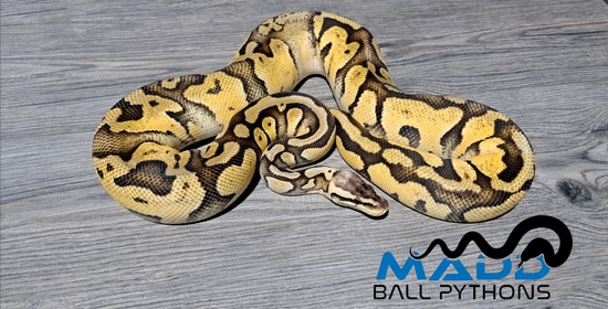 Super Pastel Sandblast 100% Het Pied Ball Python by MADD Ball Pythons