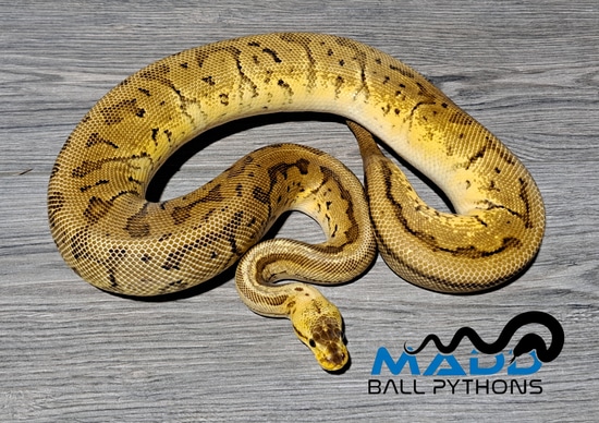 Super Pastel Spotnose Pinstripe Ball Python by MADD Ball Pythons