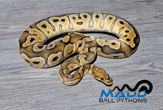 2021 Clown Ball Python by MADD Ball Pythons