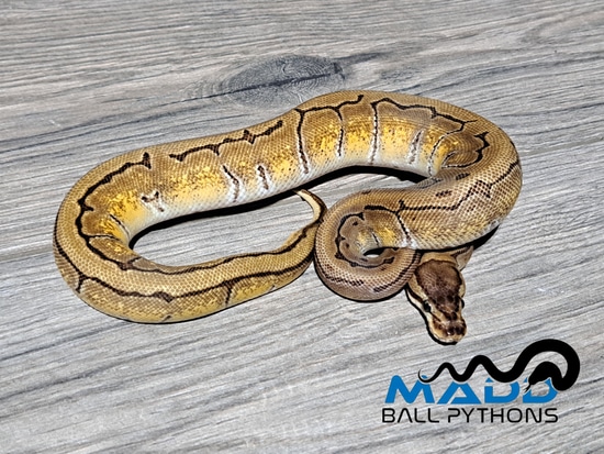 Enchi Pin 100% Het Rainbow Ball Python by MADD Ball Pythons
