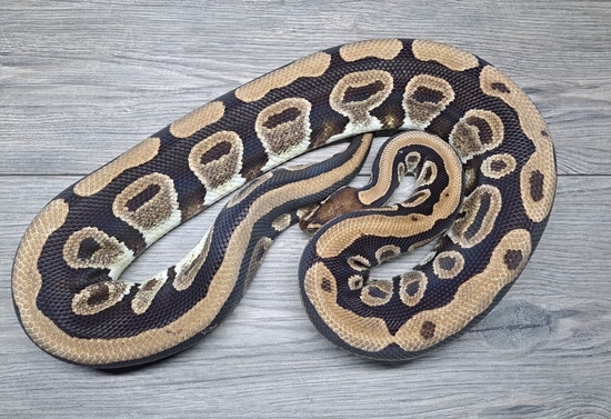 Normal Ball Python by MADD Ball Pythons