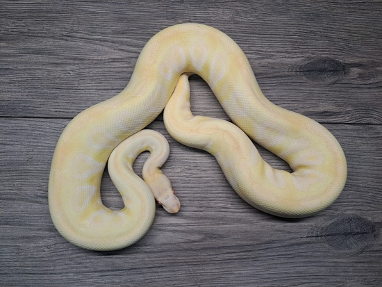 Lavender Albino 50% Het Pied Ball Python by MADD Ball Pythons