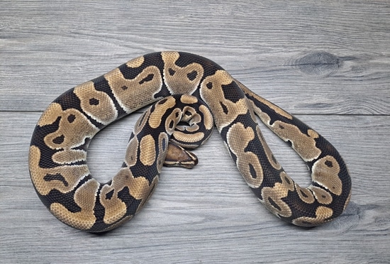 Blade Ball Python by MADD Ball Pythons