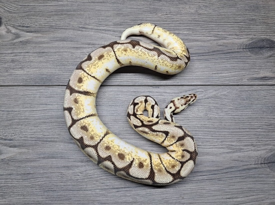 Bumble Bee + Ball Python by MADD Ball Pythons