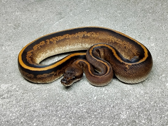 Suma Leopard Ball Python by MADD Ball Pythons