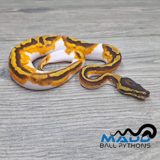 YB Or Gravel Pied Female Ball Python by MADD Ball Pythons