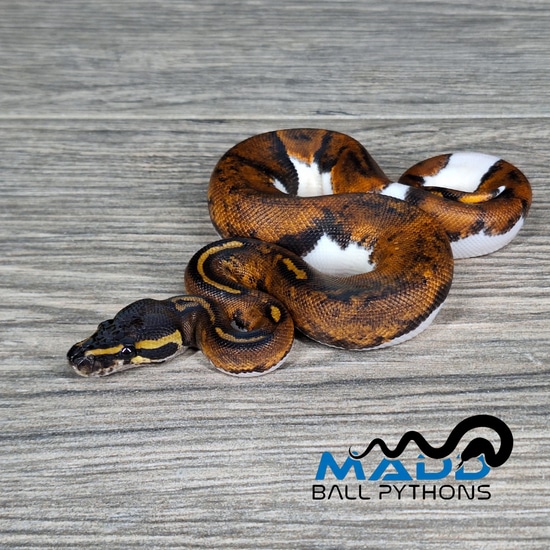 Blackhead YB Pied 100% Het Albino Ball Python by MADD Ball Pythons