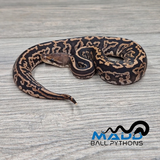 Confusion Calico 100% Het Hypo Ball Python by MADD Ball Pythons