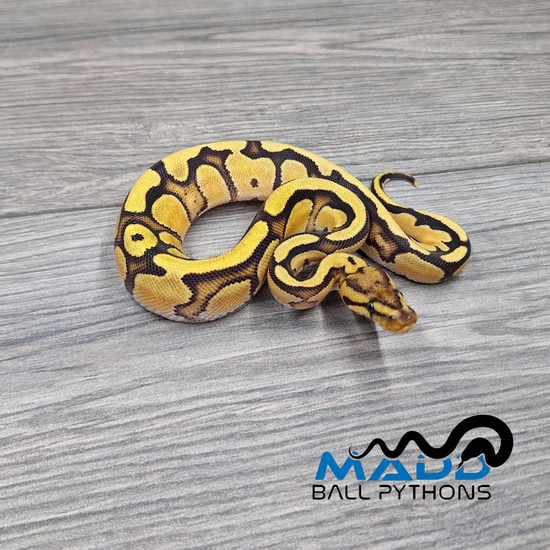 Cypress OD Enchi YB Ball Python by MADD Ball Pythons