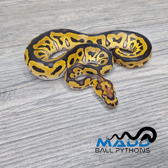 YB Clown Ball Python by MADD Ball Pythons