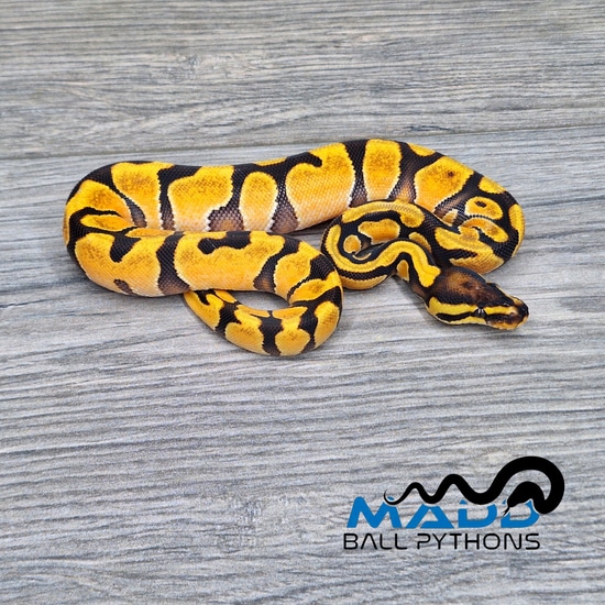 OD Enchi YB Ball Python by MADD Ball Pythons