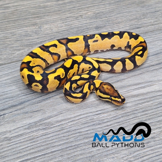 OD Enchi Fire YB Ball Python by MADD Ball Pythons