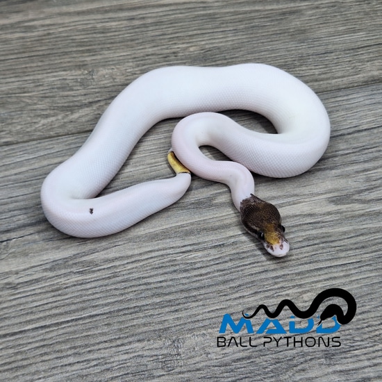 Blackhead OD YB Pied Ball Python by MADD Ball Pythons
