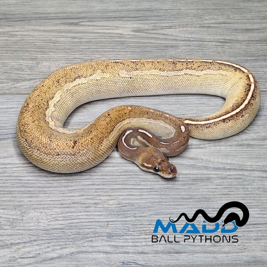 Blackhead Cinnamon Lesser YB Red Gene Ball Python by MADD Ball Pythons