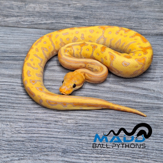 Banana Hurricane Leopard Enchi Pin Chocolate Ball Python by MADD Ball Pythons