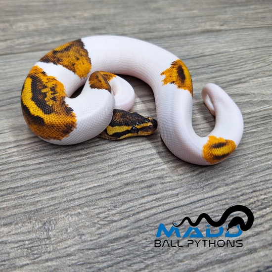 YB/Gravel Pied Ball Python by MADD Ball Pythons