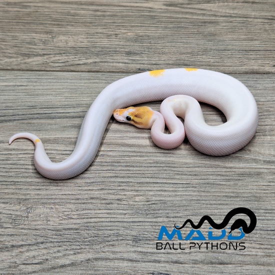 Fire Highway Pied Ball Python by MADD Ball Pythons