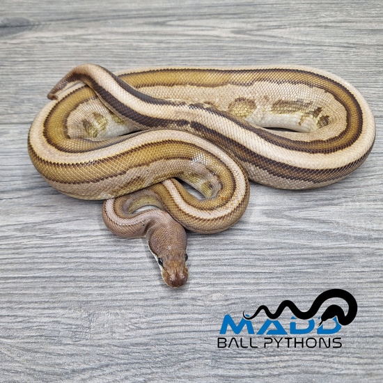 Cinnamon Superstripe Ball Python by MADD Ball Pythons