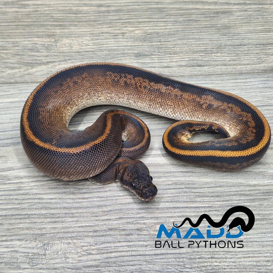 Suma Leopard Ball Python by MADD Ball Pythons
