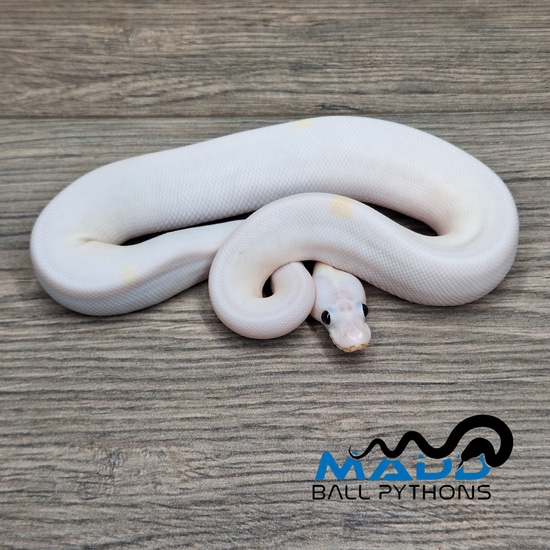 Super Fire Pied Or 100% Het Pied Ball Python by MADD Ball Pythons