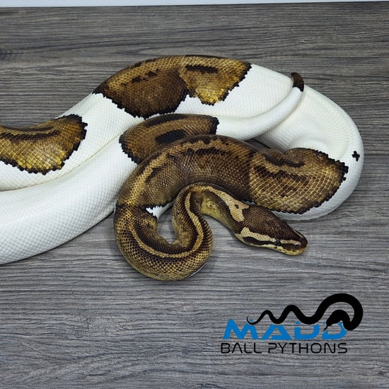 Pied Ball Python by MADD Ball Pythons