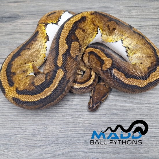 Pied Ball Python by MADD Ball Pythons