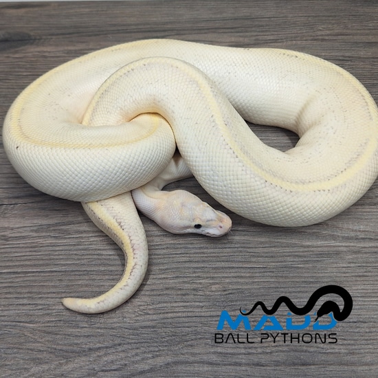 Puma Ball Python by MADD Ball Pythons