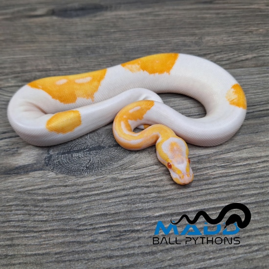 Albino Pied Ball Python by MADD Ball Pythons