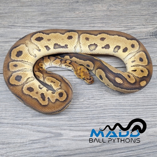 Clown Het Pied Ball Python by MADD Ball Pythons