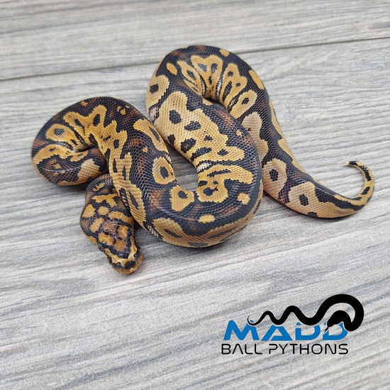 Clown Ball Python by MADD Ball Pythons