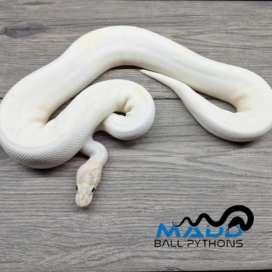 Pastel Ivory Pied Ball Python by MADD Ball Pythons