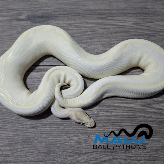Ivory Leopard Ball Python by MADD Ball Pythons