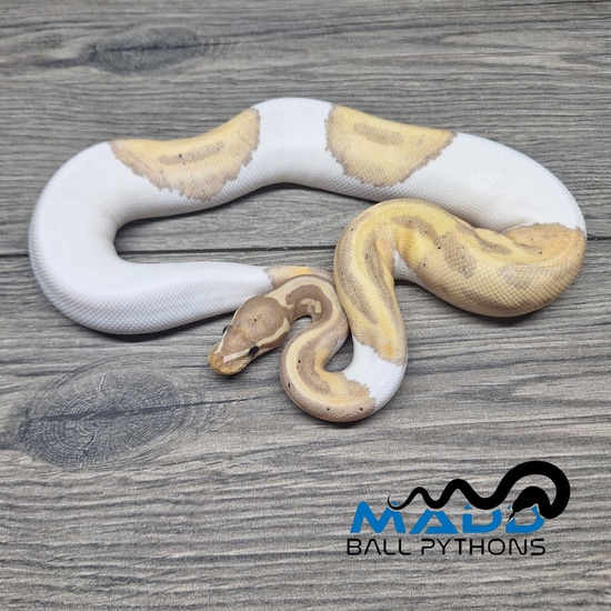 Banana Leopard Pied Ball Python by MADD Ball Pythons