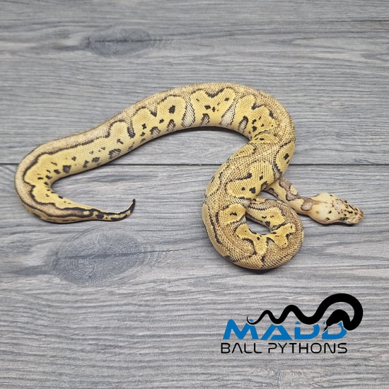 Super Pastel Clown Ball Python by MADD Ball Pythons