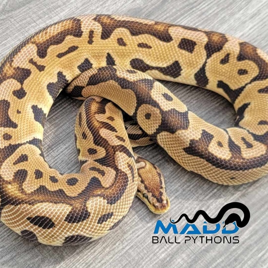 Pastel Puzzle Ball Python by MADD Ball Pythons