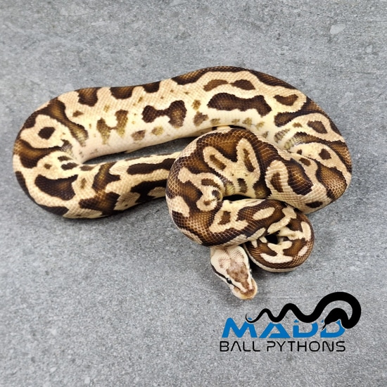Pastel Fire Leopard Ball Python by MADD Ball Pythons