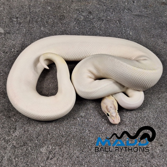 Enchi Ivory Pied Ball Python by MADD Ball Pythons