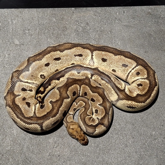 OD Clown Ball Python by MADD Ball Pythons