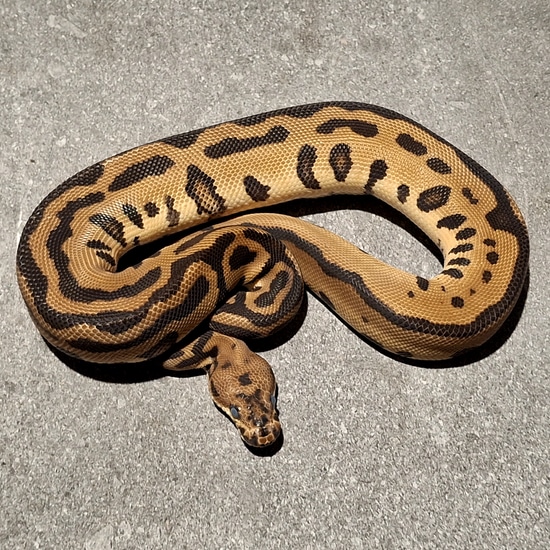 Batman Ball Python by MADD Ball Pythons