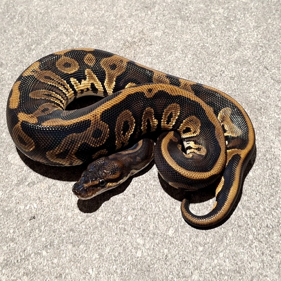 Chocolate Blackhead Het Clown Ball Python by MADD Ball Pythons