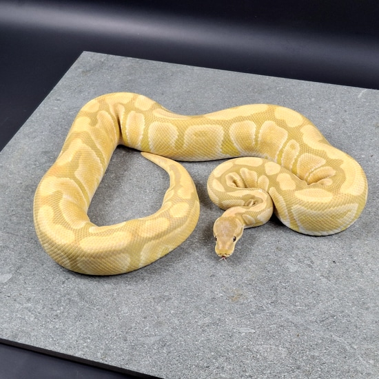 Rainbow Enchi Hypo Ball Python by MADD Ball Pythons