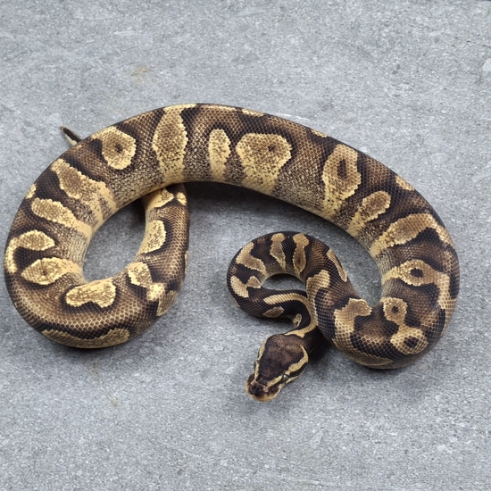 Blackhead Pastel YB Enchi Ball Python by MADD Ball Pythons