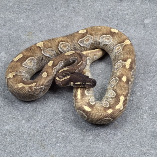 Blackhead Pastel YB Enchi Mojave Ball Python by MADD Ball Pythons