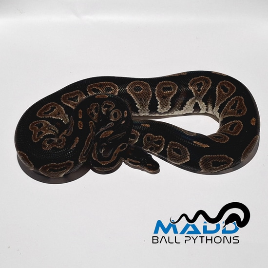 Blackhead Het Clown Ball Python by MADD Ball Pythons