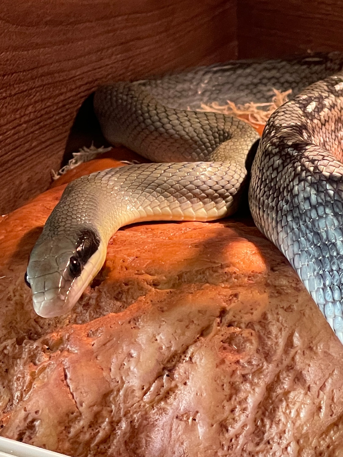 Vietnamese Blue Beauty Rat Snake by Lowe&Co.Reptiles - MorphMarket