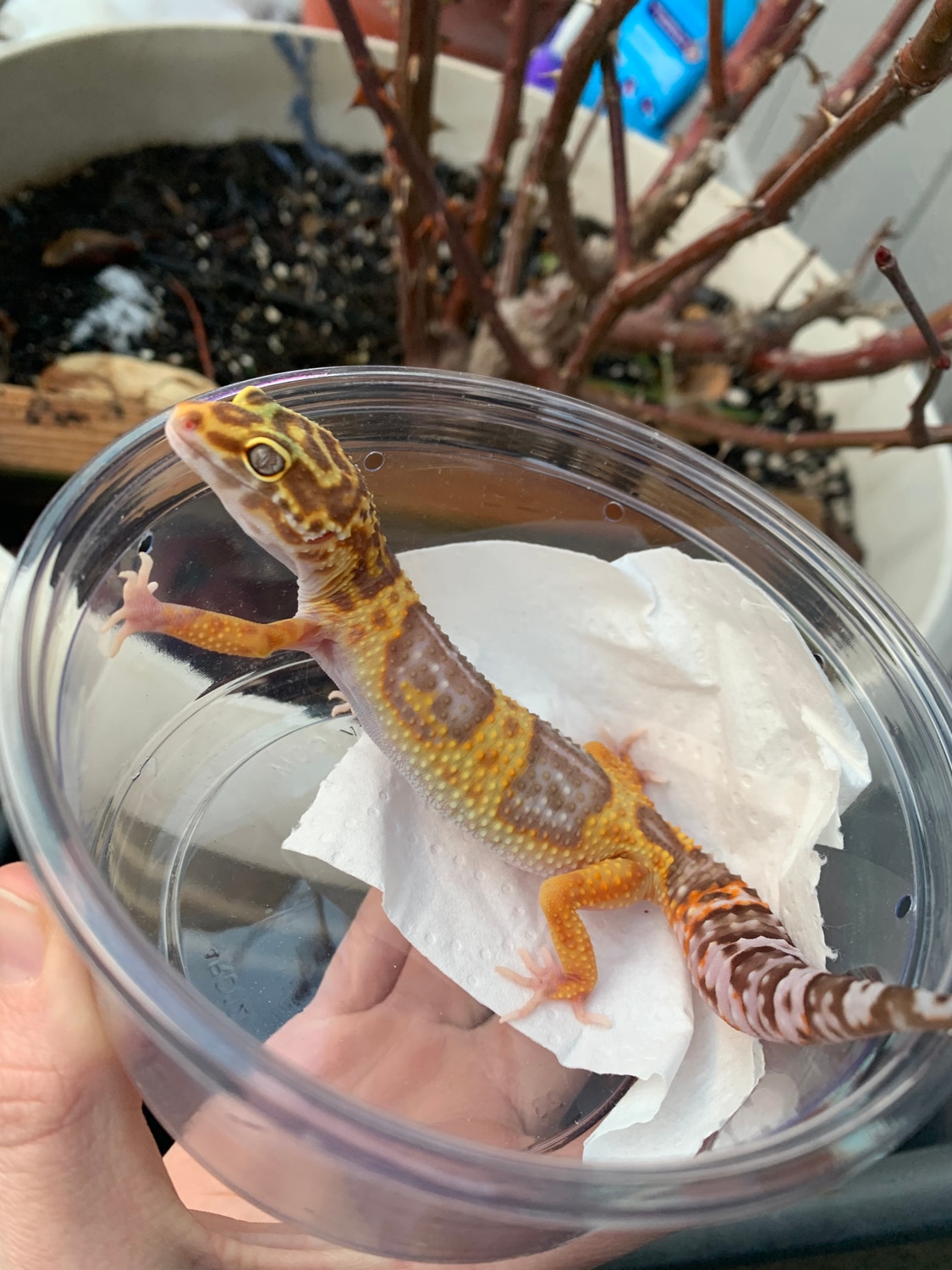 Tsf W&Y Pastel Aptor Pos Giant Leopard Gecko by Respecto_thy_Gecko ...