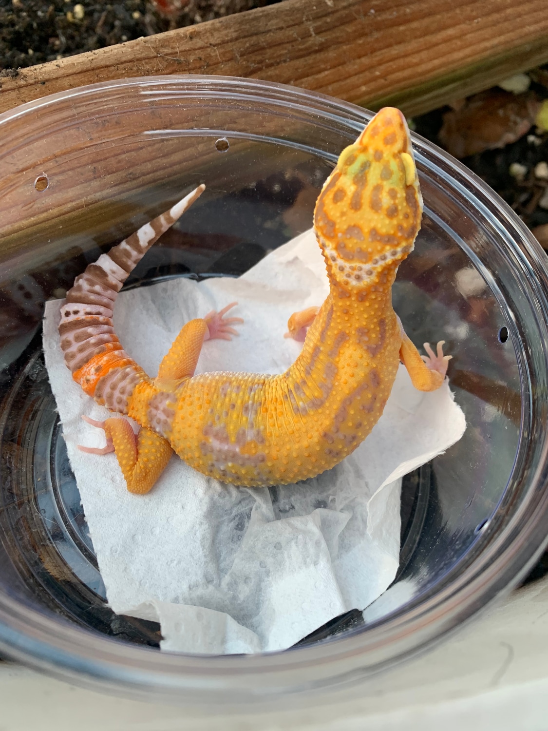 *SALE* W&Y Pastel Raptor Pos Giant Leopard Gecko by Respecto_thy_Gecko ...