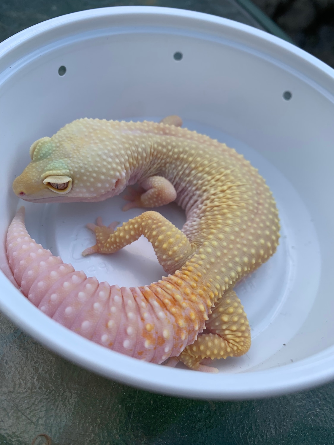 Albino Murphy’s Patternless Leopard Gecko by Respecto_thy_Gecko ...